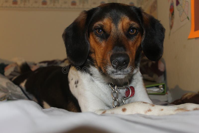 Beagle stock image. Image of puppy, unamused, staring - 89075691