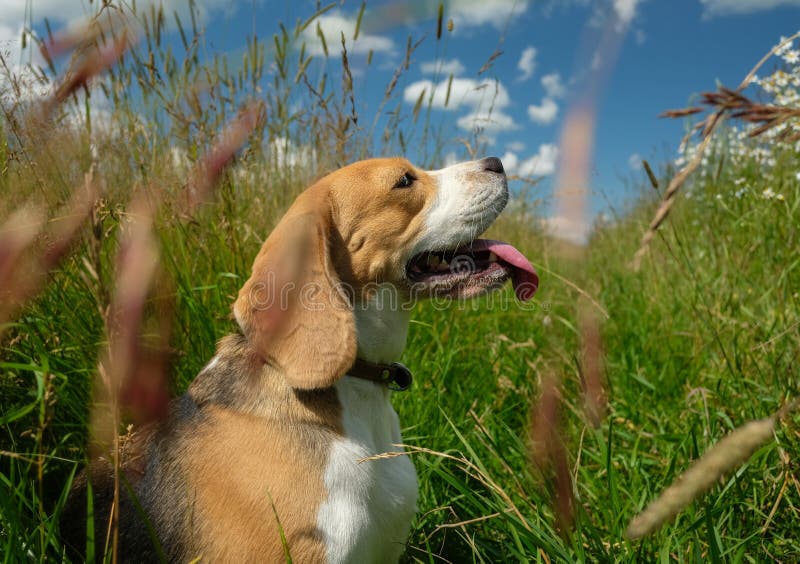 Beagle dog in summer stock image. Image of garden, yard - 36109615