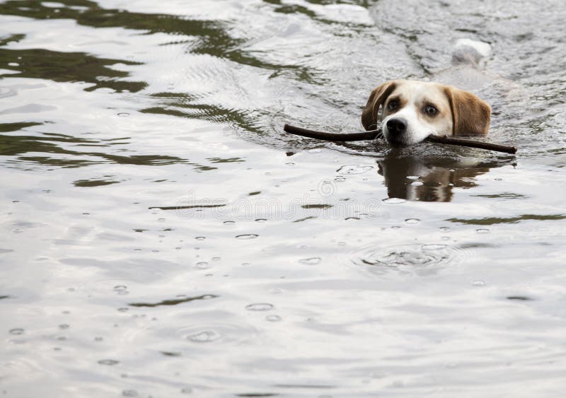 Beagle Swimming stock photo. Image of female, happy, happiness - 14516480