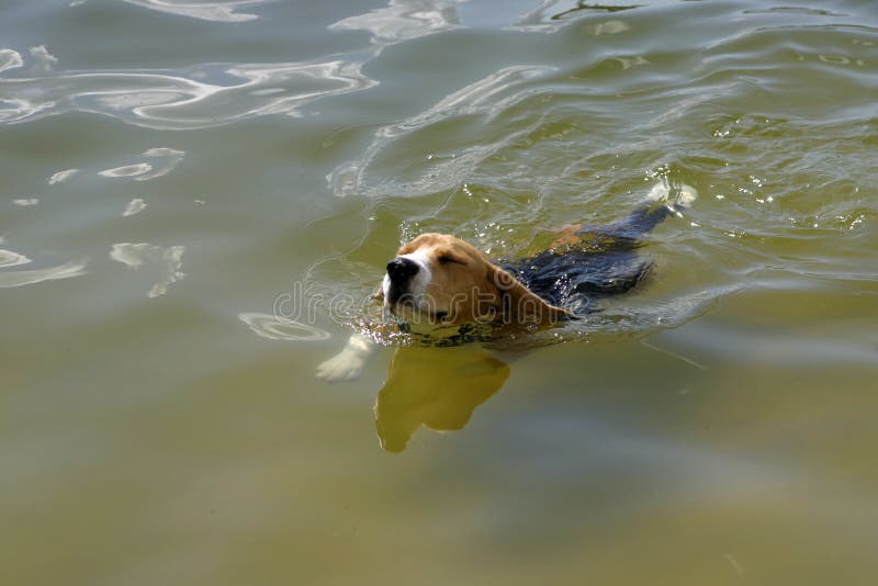 Beagle swimming stock photo. Image of canine, ears, swimming - 3530276