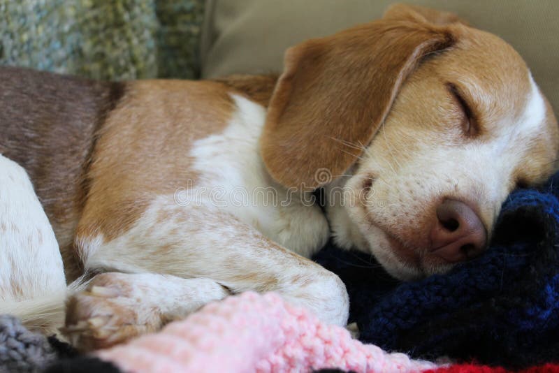 Beagle taking a nap stock photo. Image of rest, sleep - 171357244