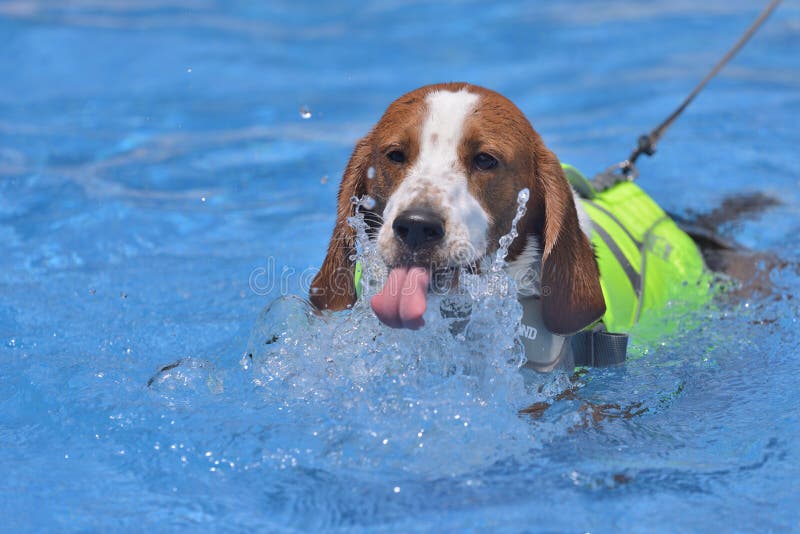 Are Beagles Good Swimmers
