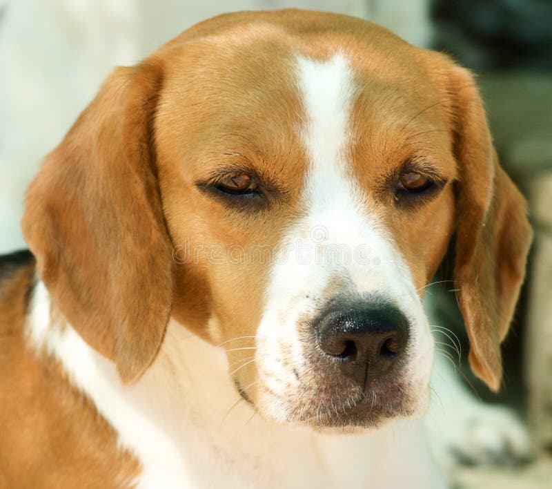 Beagle triste, perro imagen de archivo. Imagen de belleza - 5757673