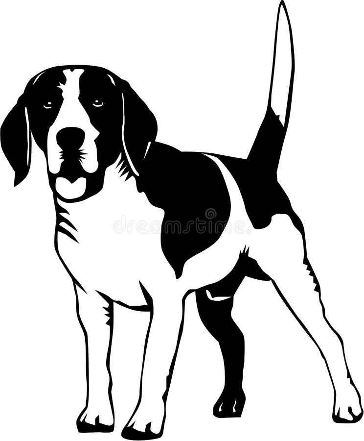 Beagle stock vector. Illustration of design, canine, tail - 16320551