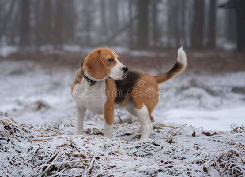 Beagle on a Walk in the Spring Woods Stock Photo - Image of black, walk ...