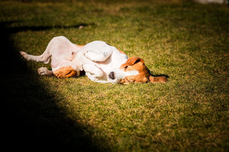 Beagle Wallow and Roll on Grass. Dog Has Relaxation Time Lying Down on ...