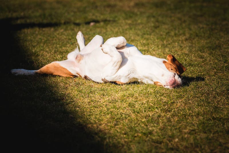 Beagle Wallow and Roll on Grass. Dog Has Relaxation Time Lying Down on ...