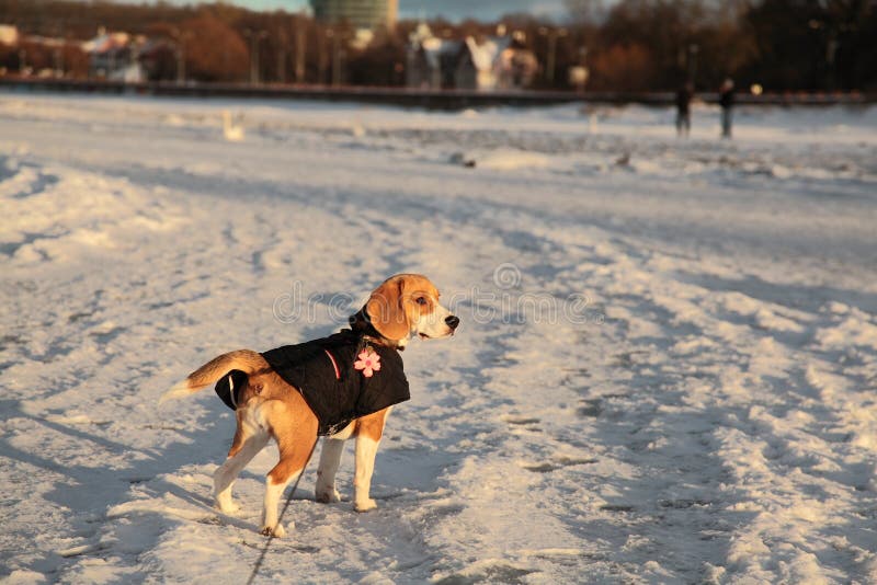 Beagle in winter stock image. Image of beach, animals - 31456193