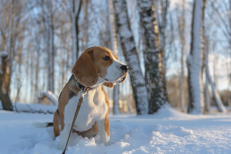 Beagle in winter forest stock photo. Image of portrait - 81966514