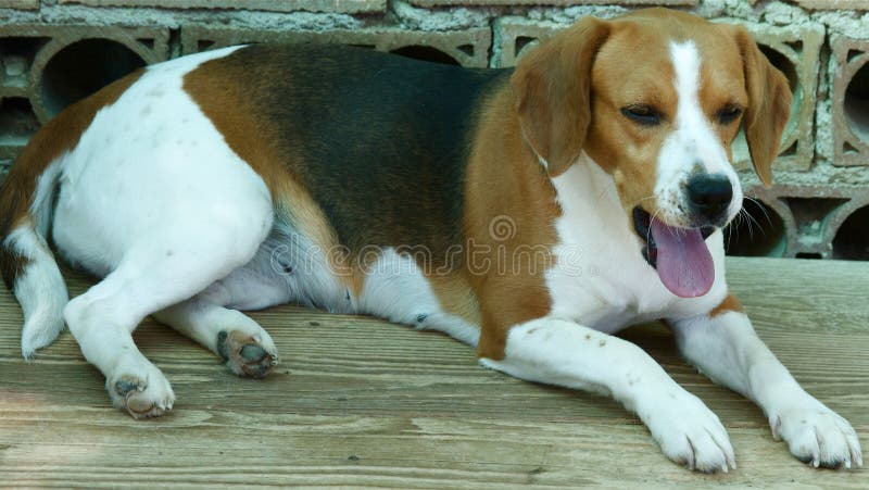 Beagle Yawning Picture. Image: 5485089