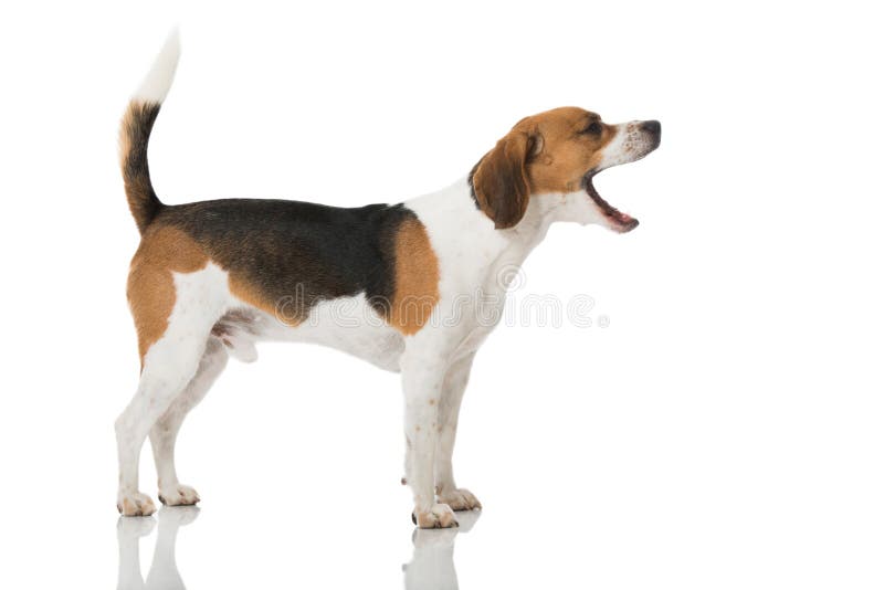 Beagle stock photo. Image of full, yawning, animal, isolated - 48718894