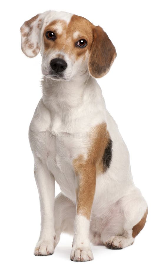 Beagle in Front of White Background Stock Photo - Image of profile ...
