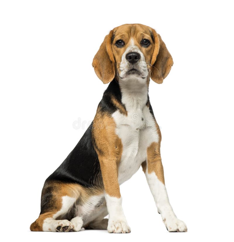 Beagle (3 years old) stock image. Image of animal, looking - 46871353