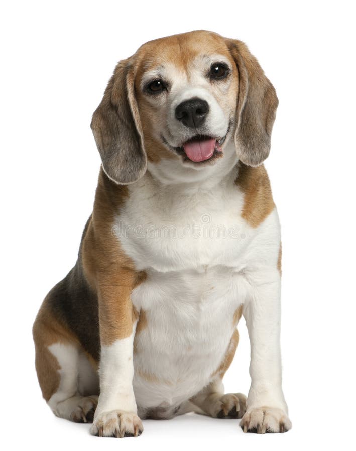 Beagle in Front of White Background Stock Photo - Image of profile ...