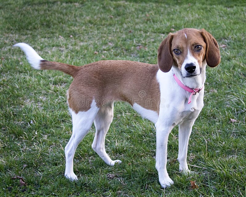 Beagle4 stock image. Image of hunting, stance, urban, pink - 8812943