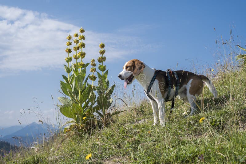 Yellow gentian stock photo. Image of angiosperms, yellow - 44830138
