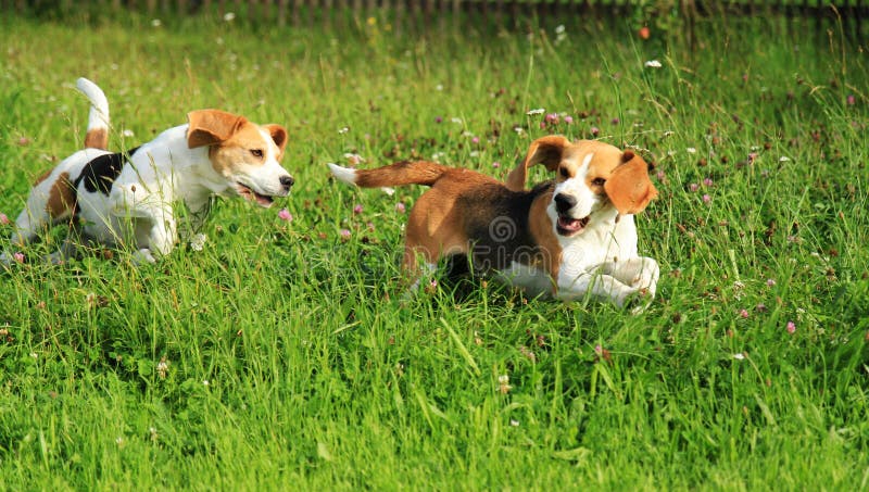 Beagles in the garden stock photo. Image of bred, green - 20671926