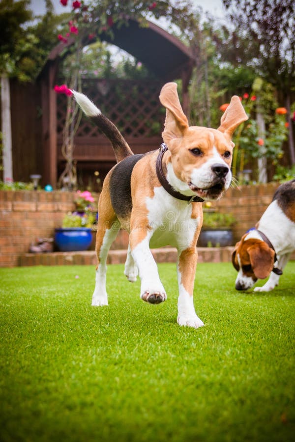 Beagles having fun running stock photo. Image of outside - 86972106