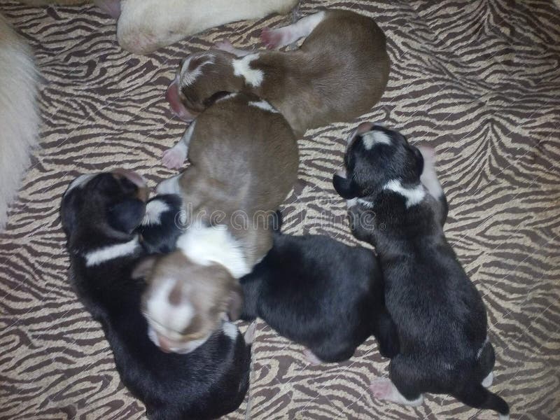 Beagles stock photo. Image of tricolor, beagles, newly - 94550296