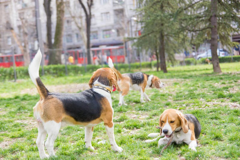 Beagles in park stock photo. Image of paws, freedom, outside - 39174688