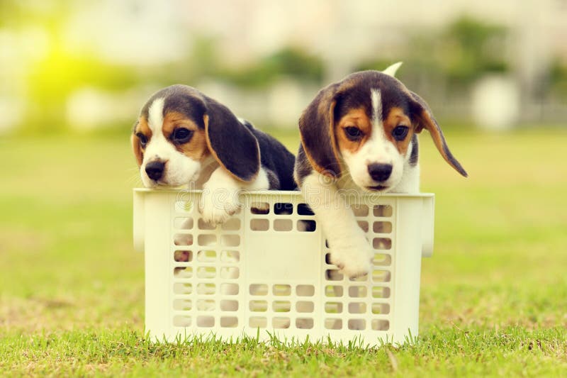 Beagles playing in garden stock image. Image of feed - 106457535