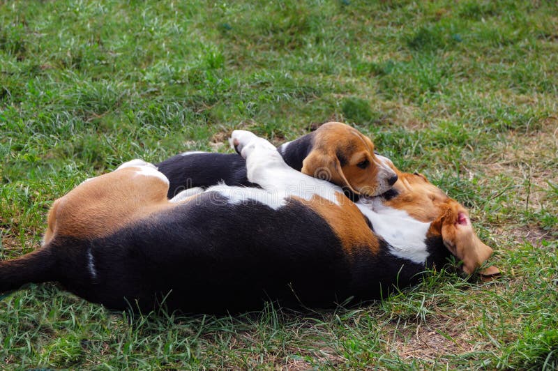 Beagles stock image. Image of beagles, animal, resting - 79526841