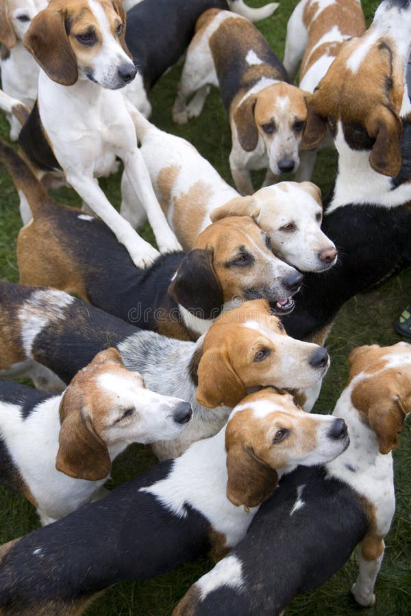 Beagles stock image. Image of beagle, hound, alertness - 113434283