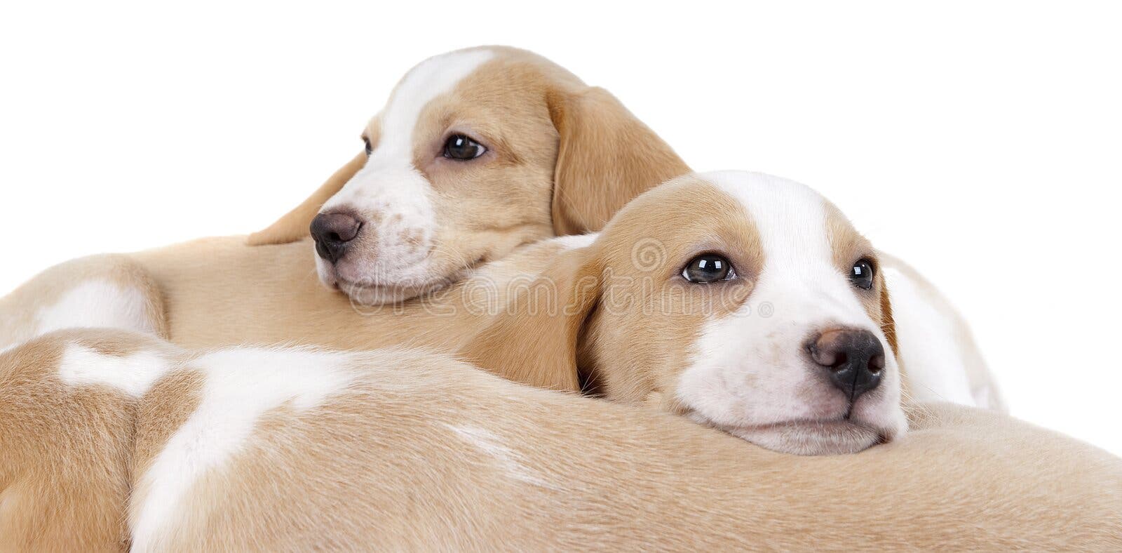 Group of Cropped View of Cat and Dog Heads Stock Image - Image of shot ...