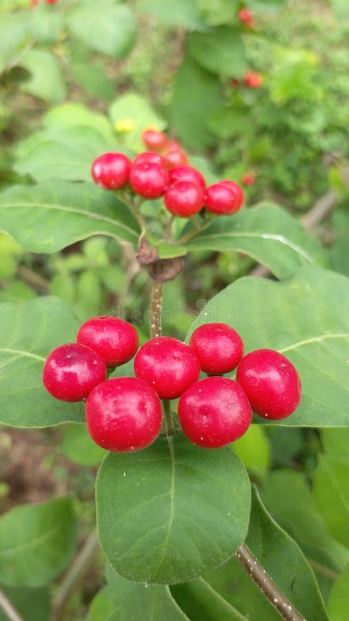 Berry Like Cones on Branches of Savin Juniper Stock Photo - Image of ...