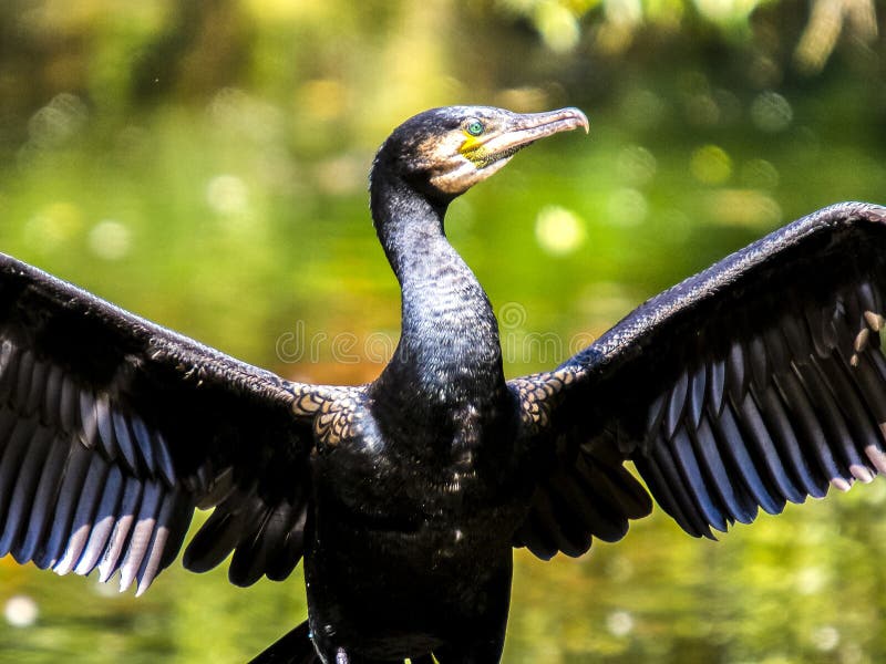 Bird, Fauna, Beak, Cormorant Picture. Image: 122107422