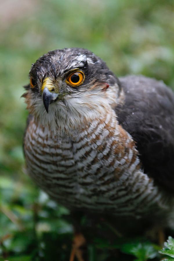 Beak, Bird, Hawk, Fauna Picture. Image: 112277784