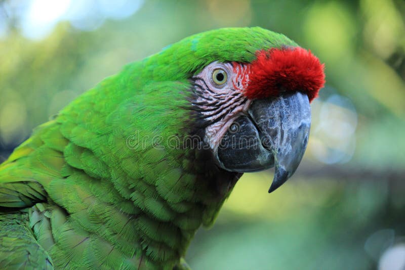 Beak, Bird, Parrot, Fauna stock image. Image of beak - 107810601