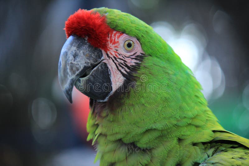 Beak, Bird, Parrot, Macaw Picture. Image: 107374828