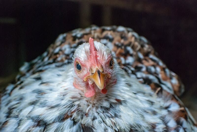 Chicken, Beak, Galliformes, Rooster Picture. Image: 102568928