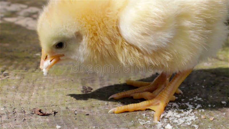 Beak chicken eating stock footage. Video of hungry, small - 55068778