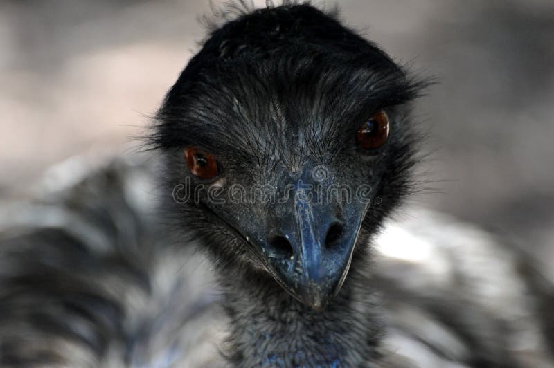 Beak, Emu, Bird, Fauna Picture. Image: 115877582