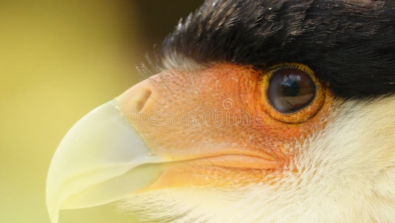 Beak, Face, Nose, Eye Picture. Image: 119766507