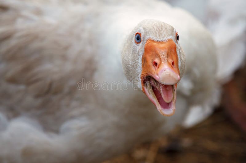 Angry Goose Teeth