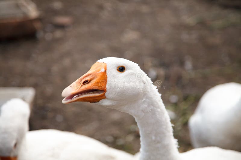 Beak and Face of White Goose Stock Photo - Image of goose, farm: 162385056
