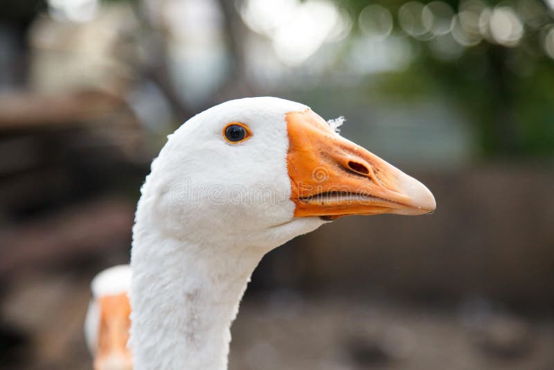 Beak and Face of White Goose Stock Photo - Image of craning, face ...