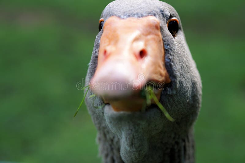 Beak, Fauna, Nose, Bird Picture. Image: 108316838