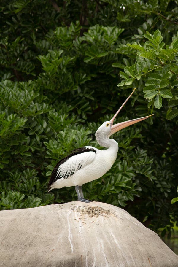 Beak heron open stock photo. Image of stork, heron, wildlife - 62129808