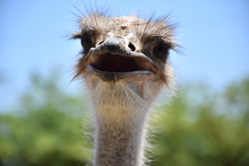 Beak Parted on a Large Ostrich on a Spring Day Stock Photo - Image of ...