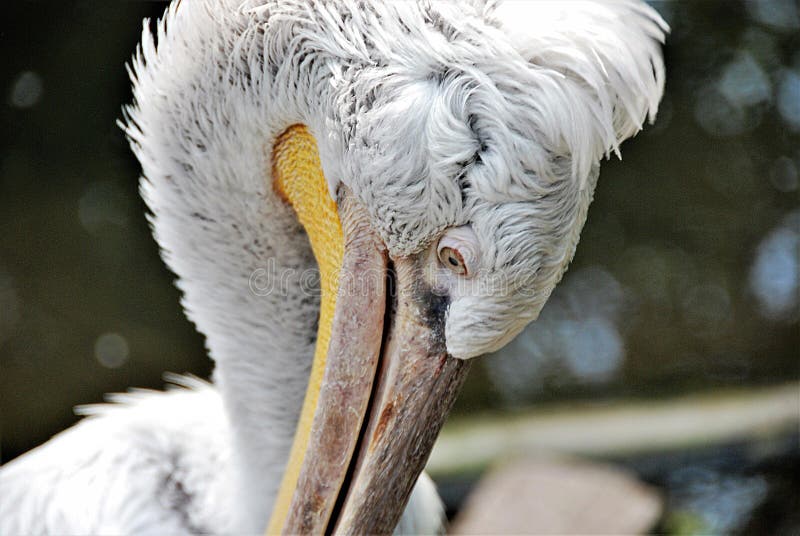 Beak, Pelican, Fauna, Close Up Stock Photo - Image of fauna, seabird ...