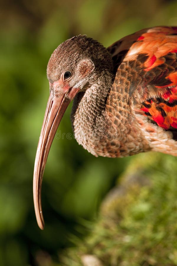 Beak of a red Ibis stock image. Image of colorful, beak - 100187701