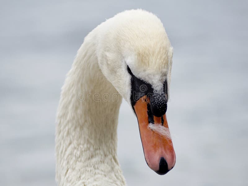 Beak, Swan, Bird, Water Bird Picture. Image: 100243353