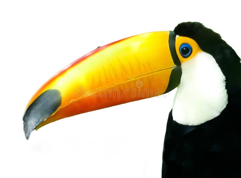 The Beak of a Toco Toucan Isolated on White Stock Image - Image of toco ...