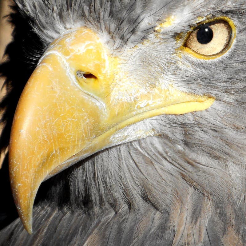 The Eagles Beak La Ciotat Ocean Stock Photo - Image of aigle ...