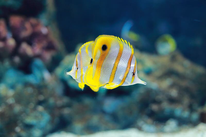 Beaked coral fish stock photo. Image of copperband, water - 70905904