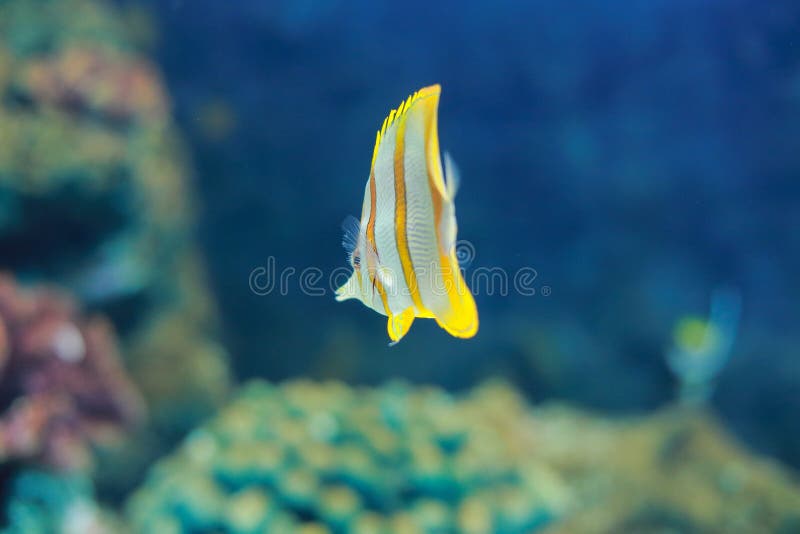 Beaked coral fish stock image. Image of life, chelmon - 70905921